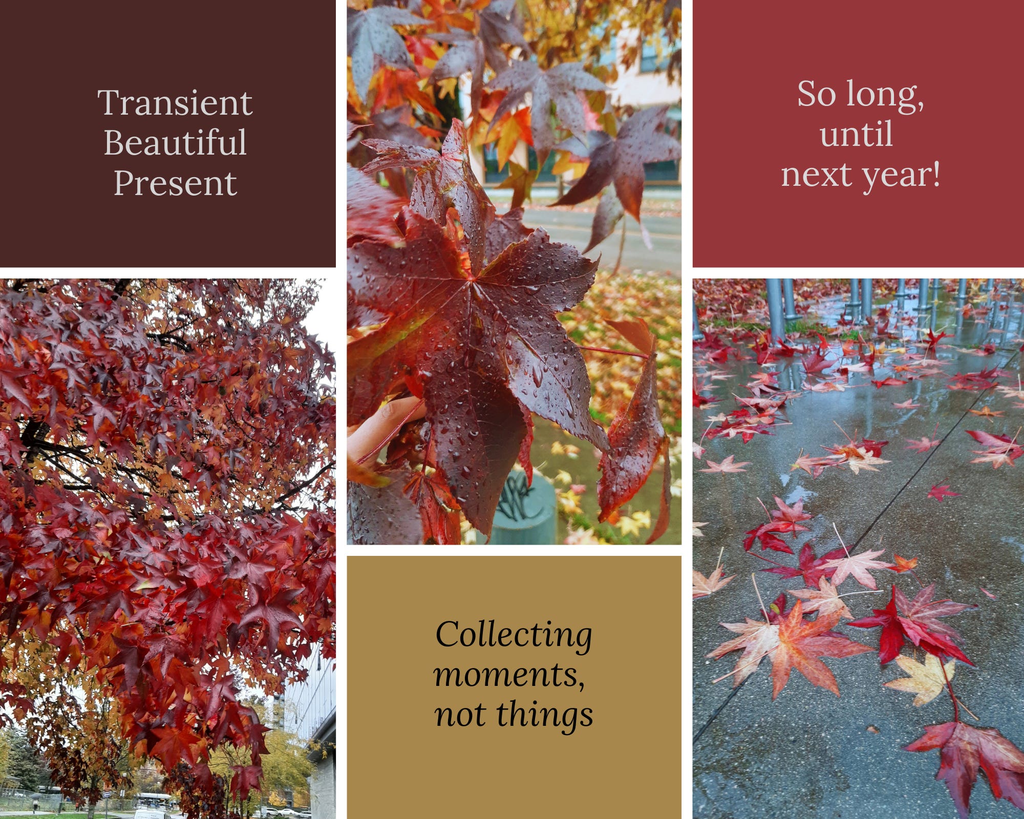 Life Lessons from the Marvelous Mrs. Maple