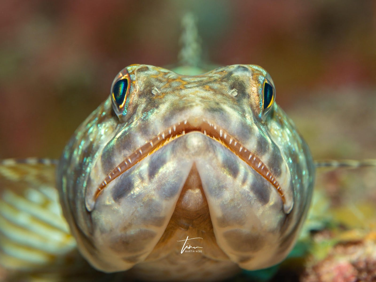 8 Simple Steps for Improving Your Underwater Macro Photography