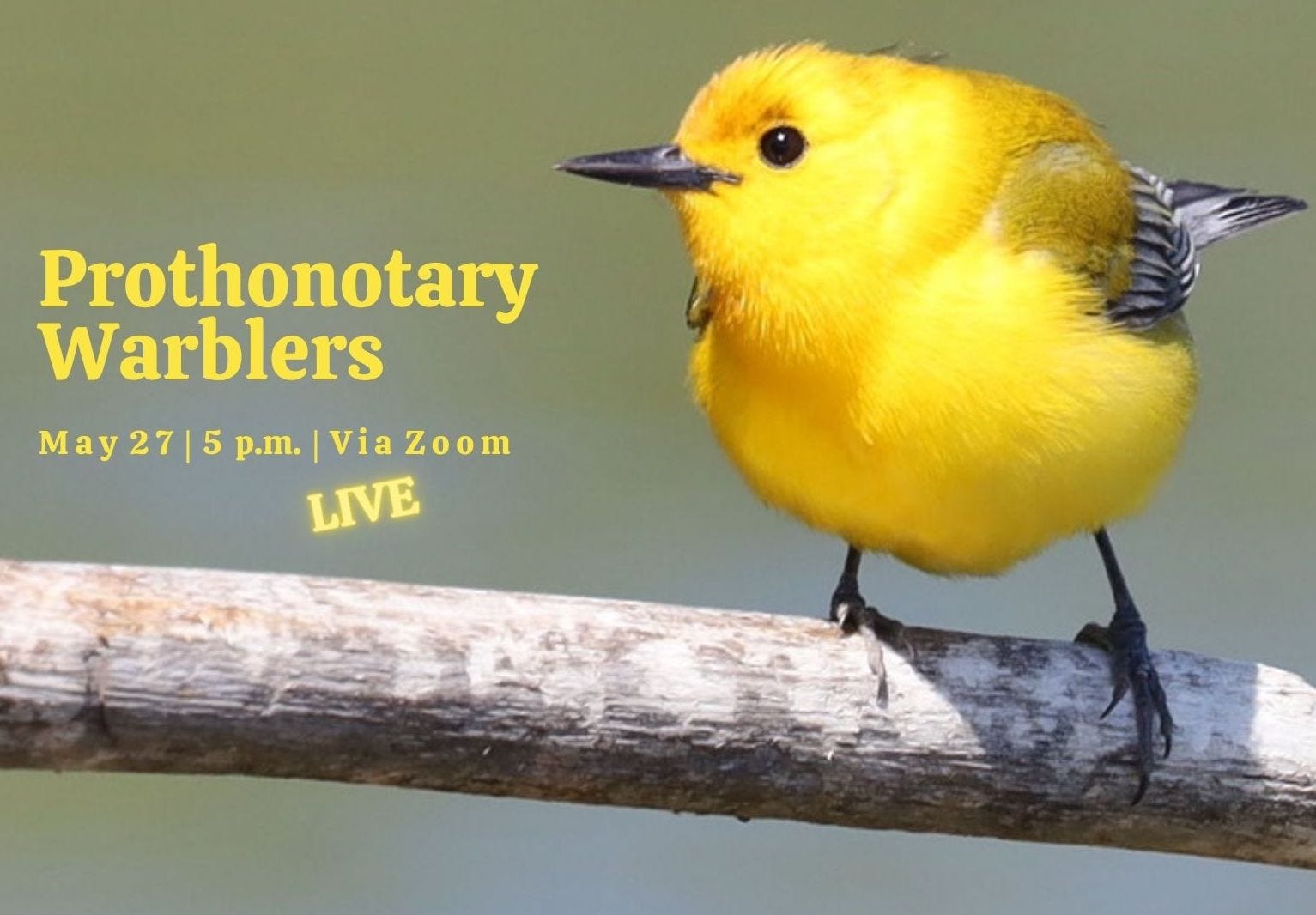 Prothonotary Warblers, the 'swamp candles' of our flooded forests