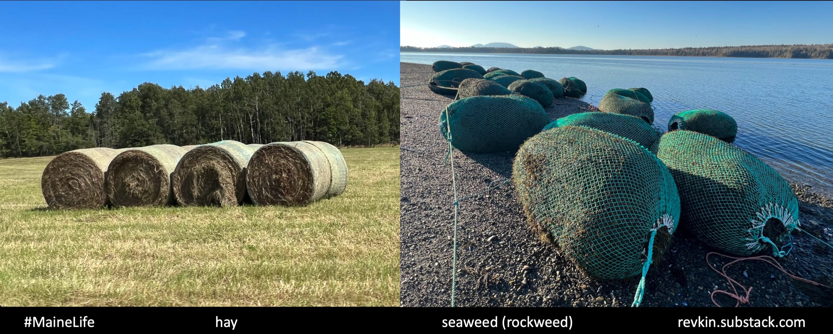 All Hail Elon Musk - the Greatest Spur to Social Media Innovation Ever?