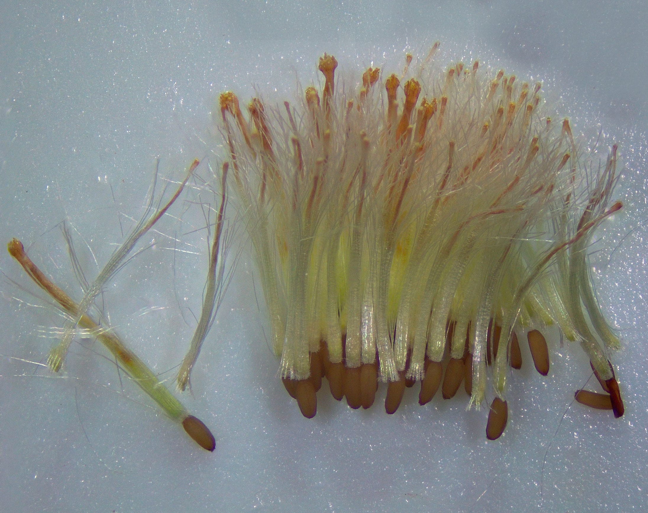 Sweet Everlasting - by Diane Porter - My Gaia