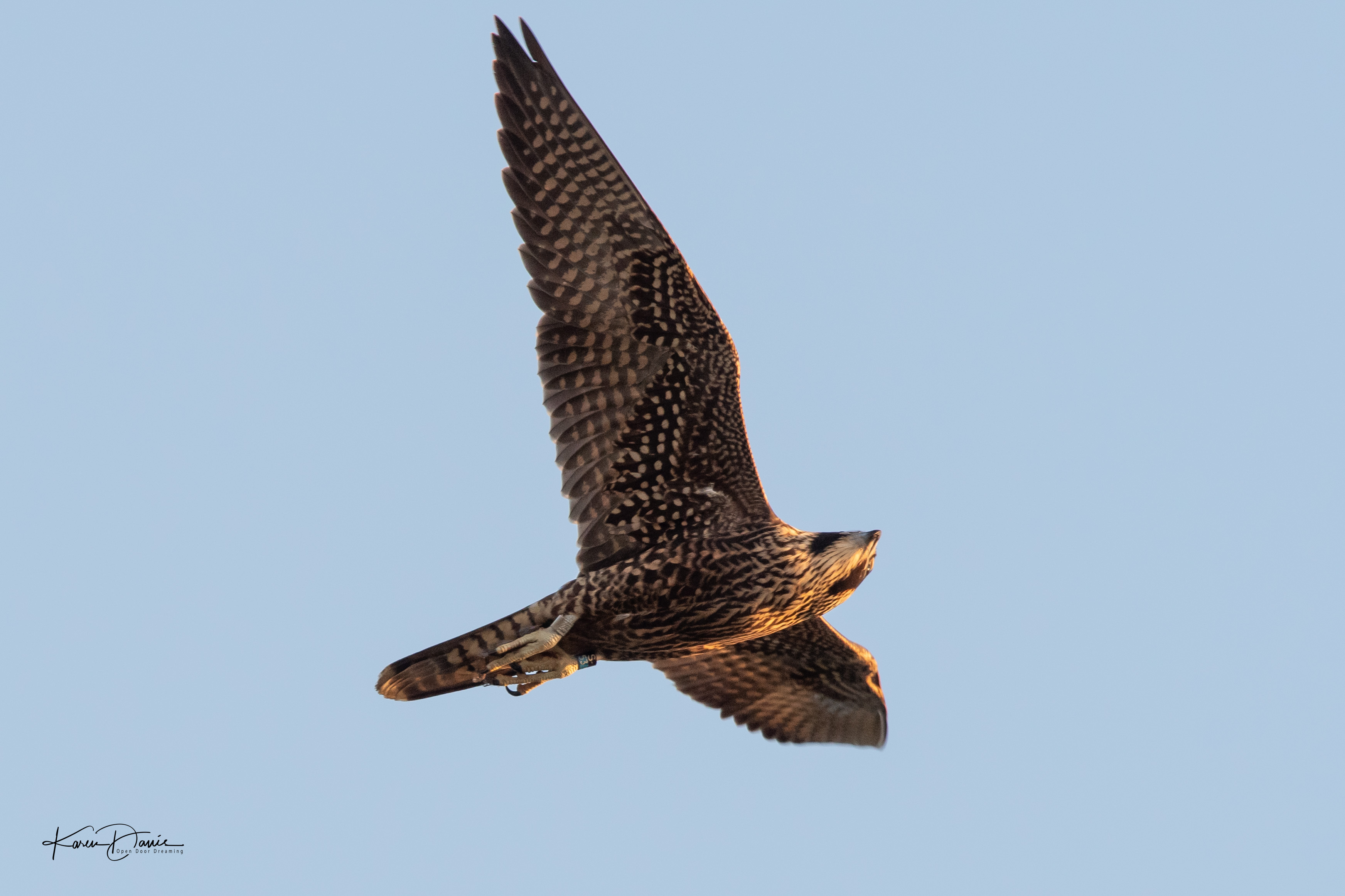 Seeing What's There - by Karen Davis