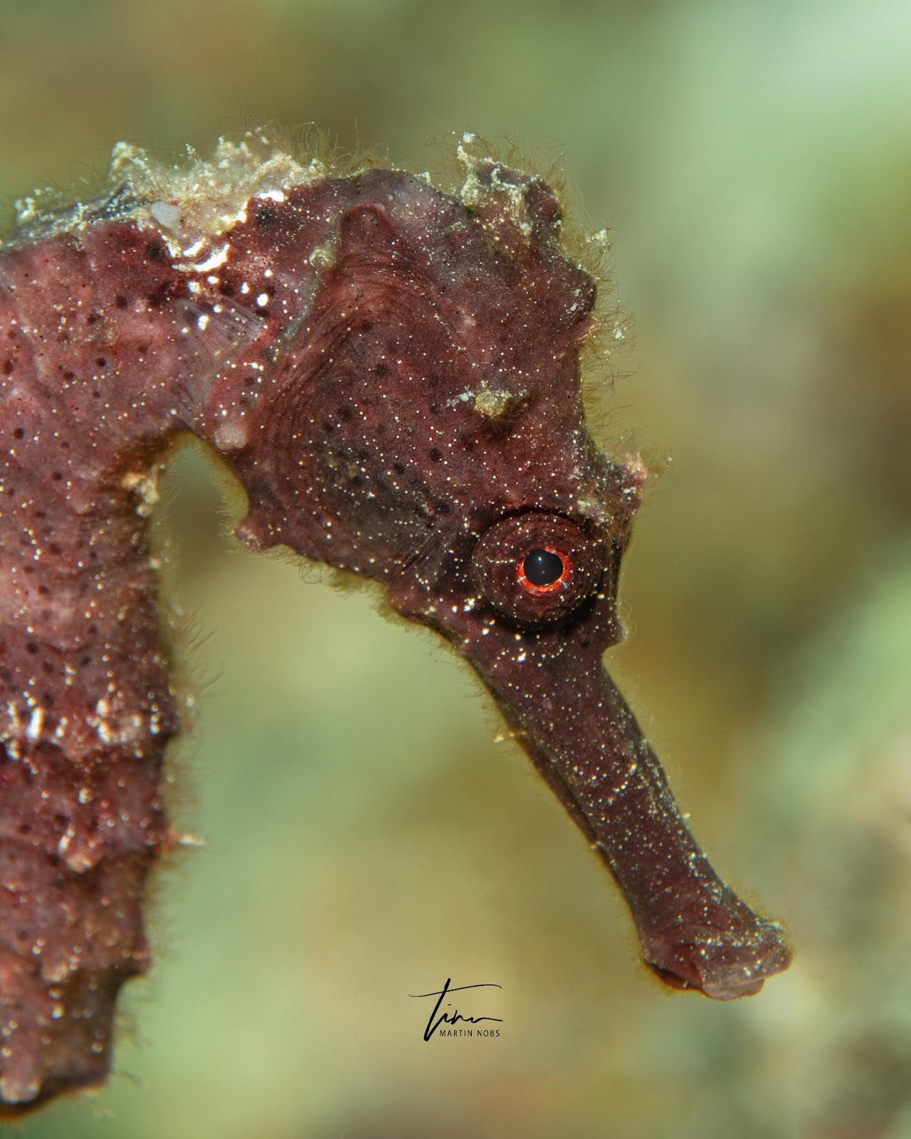 8 Simple Steps for Improving Your Underwater Macro Photography