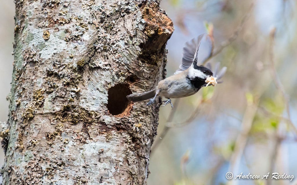 Profiles in Plumage: Chickadees - by Lolly Jewett