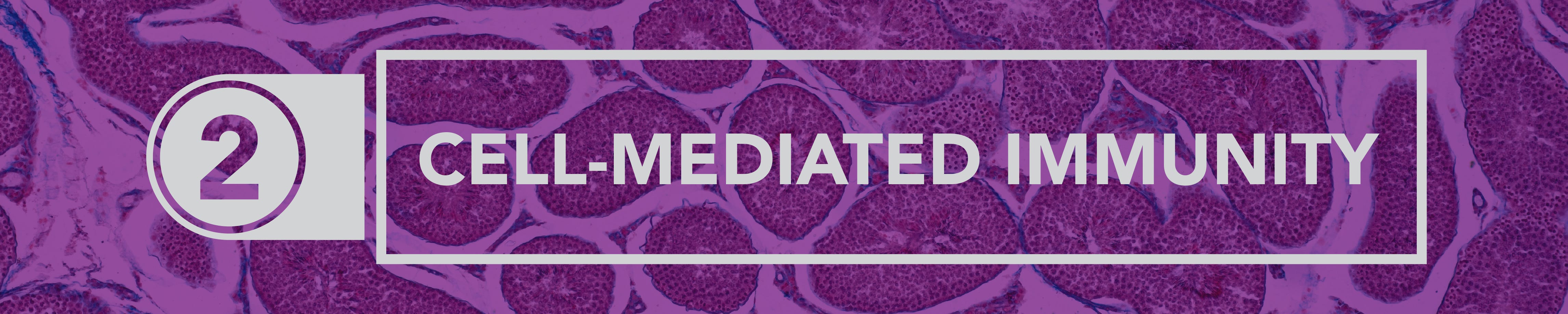 Antibody Mediated Immunity vs Cell Mediated Immunity