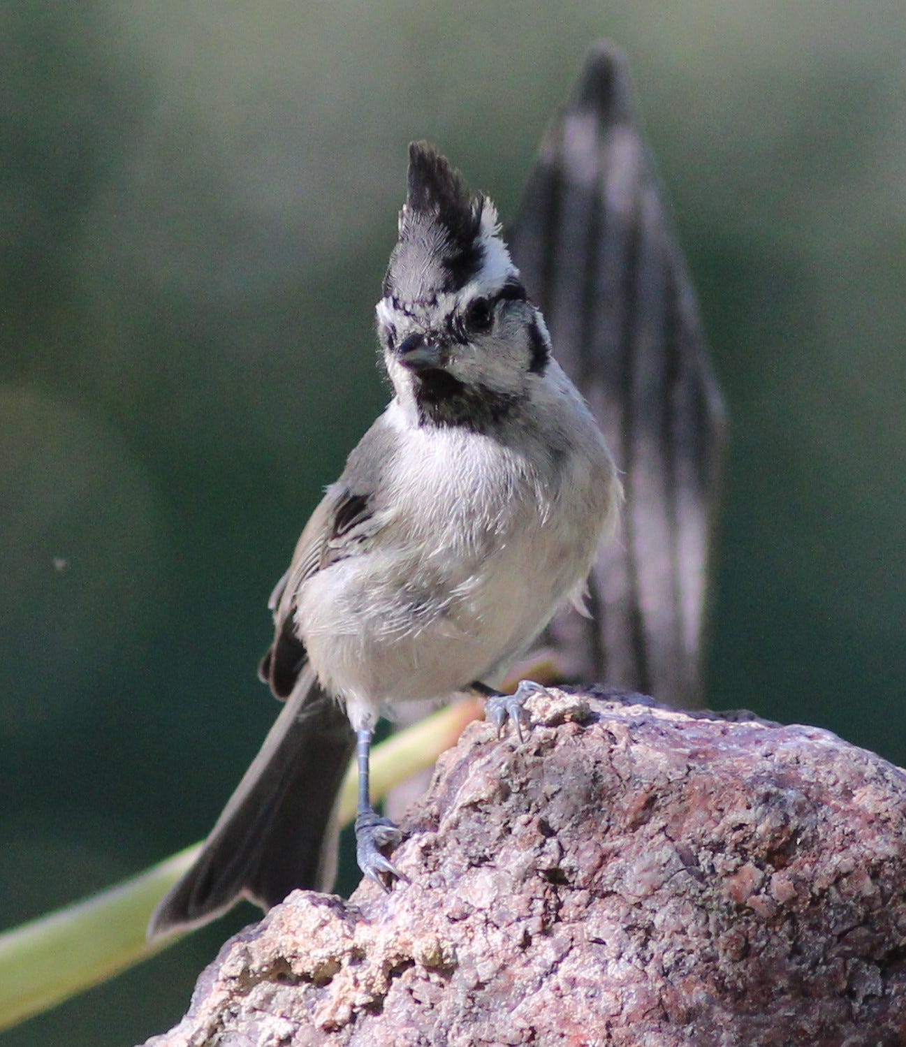 The Big Yard: Notes from a Pajama Birdwatcher