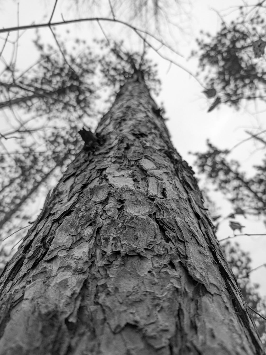 Snapshots of Long Sault Conservation Area Between the Fall & Winter Time