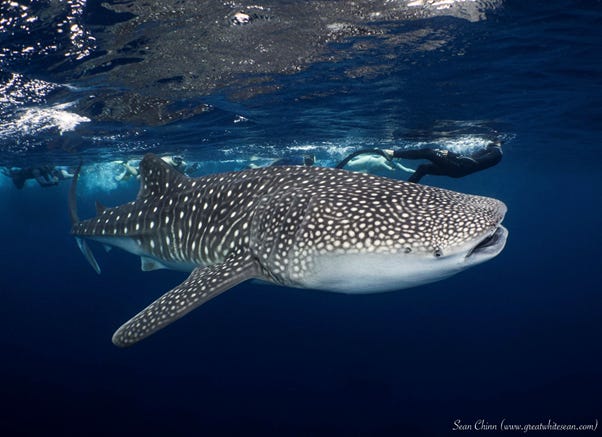 From Mayhem to Serenity: Photographing Whale Sharks