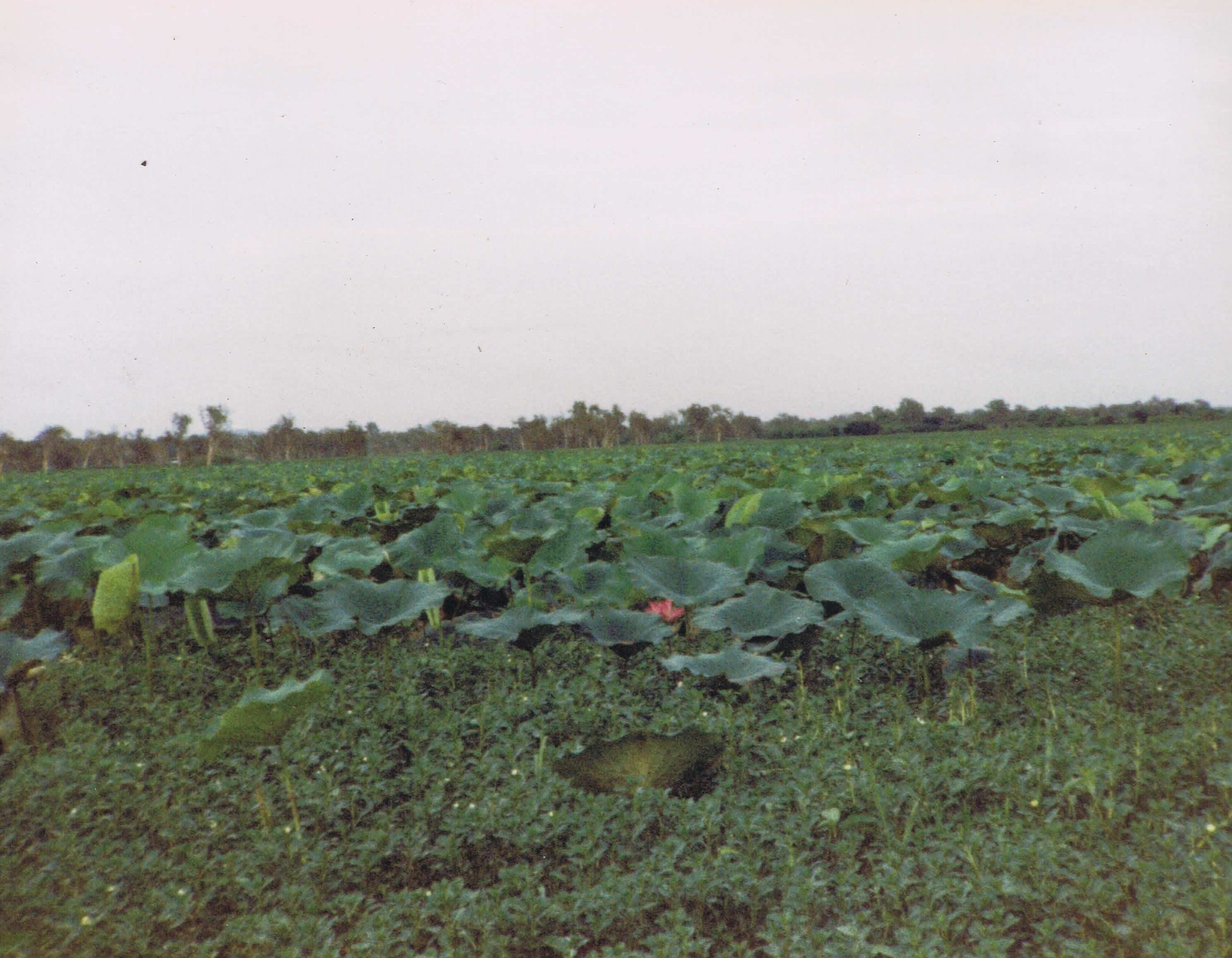 The Jim Jim Falls Bog about 1985 - by Patrick Durack