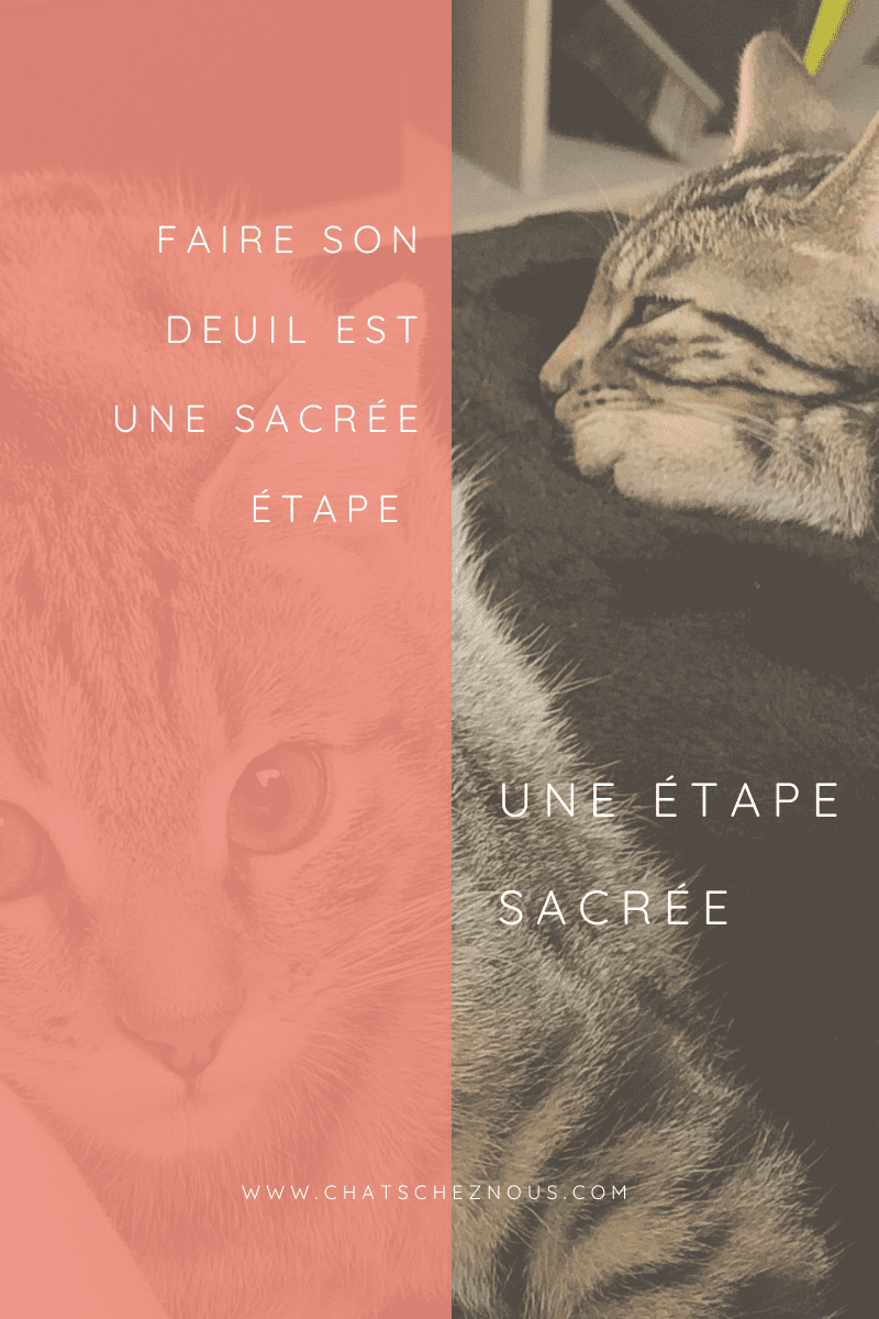 Comment la mort de nos chats peut nous transformer de façon positive.