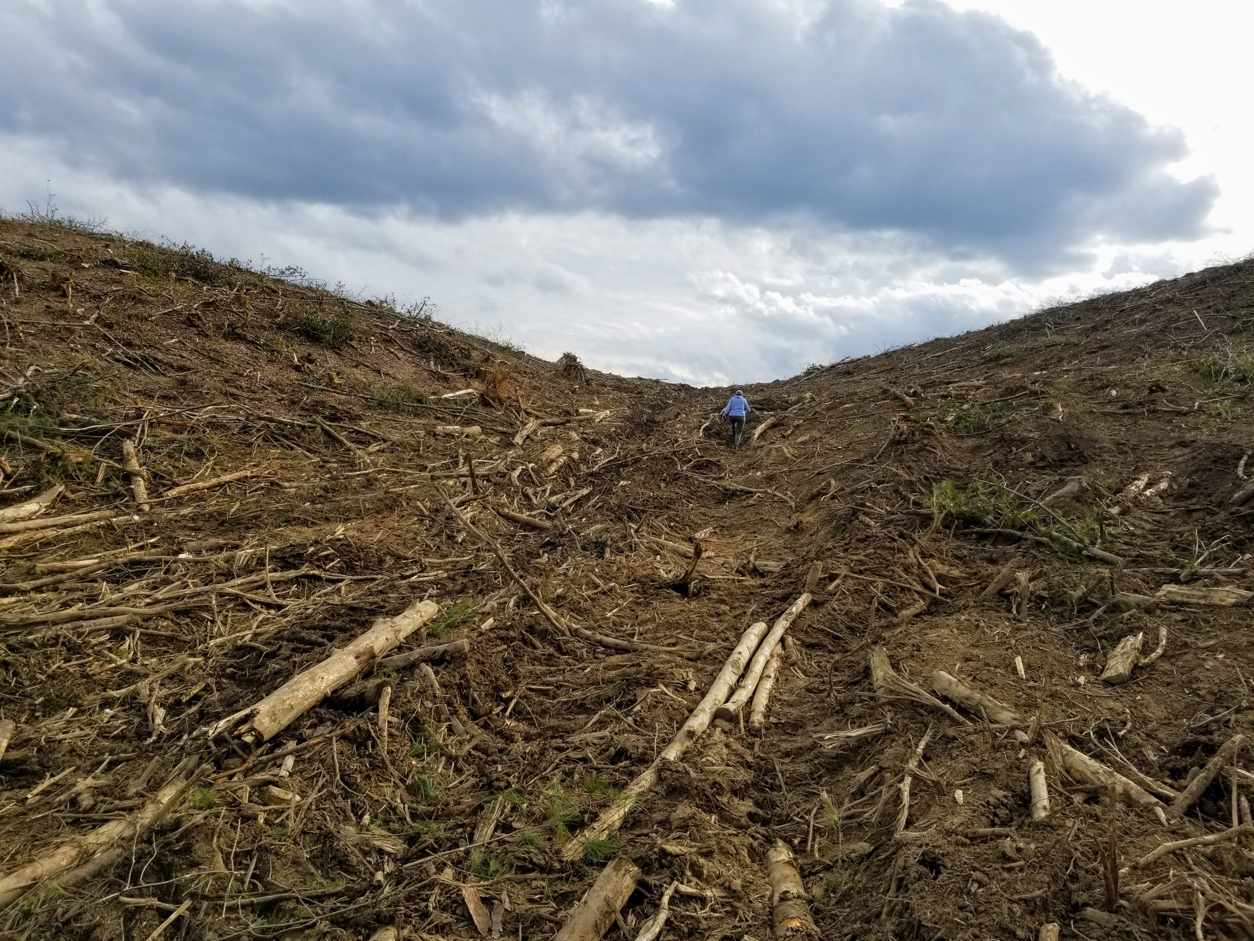 Clearcut logging: Destruction of forest or path to restoration?