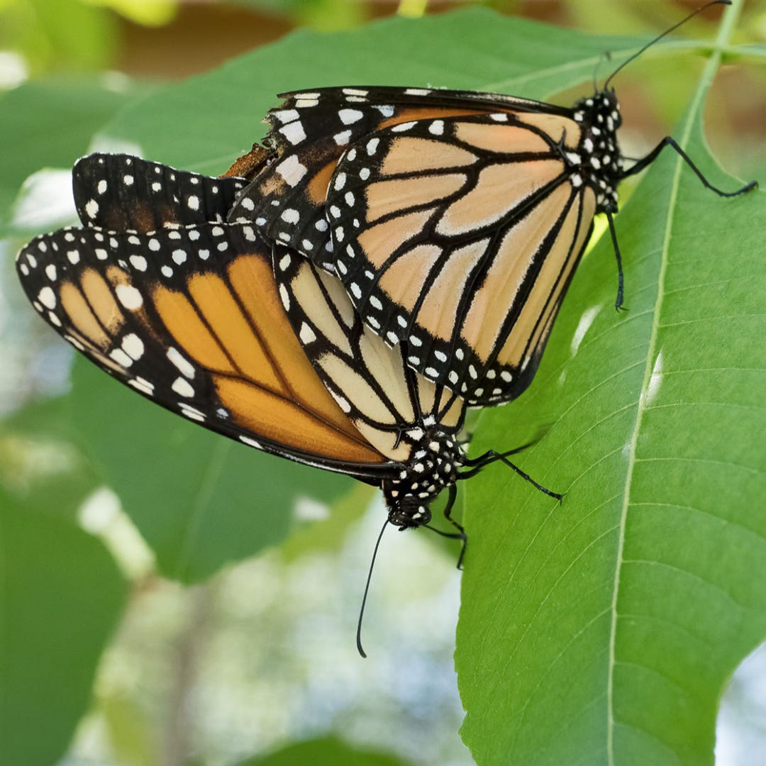 The Best Monarch Garden Design Isn’t What You Think