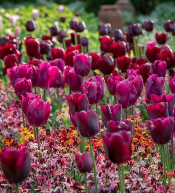 Incredible blooms to enjoy in 2021 - by Katy Gardener