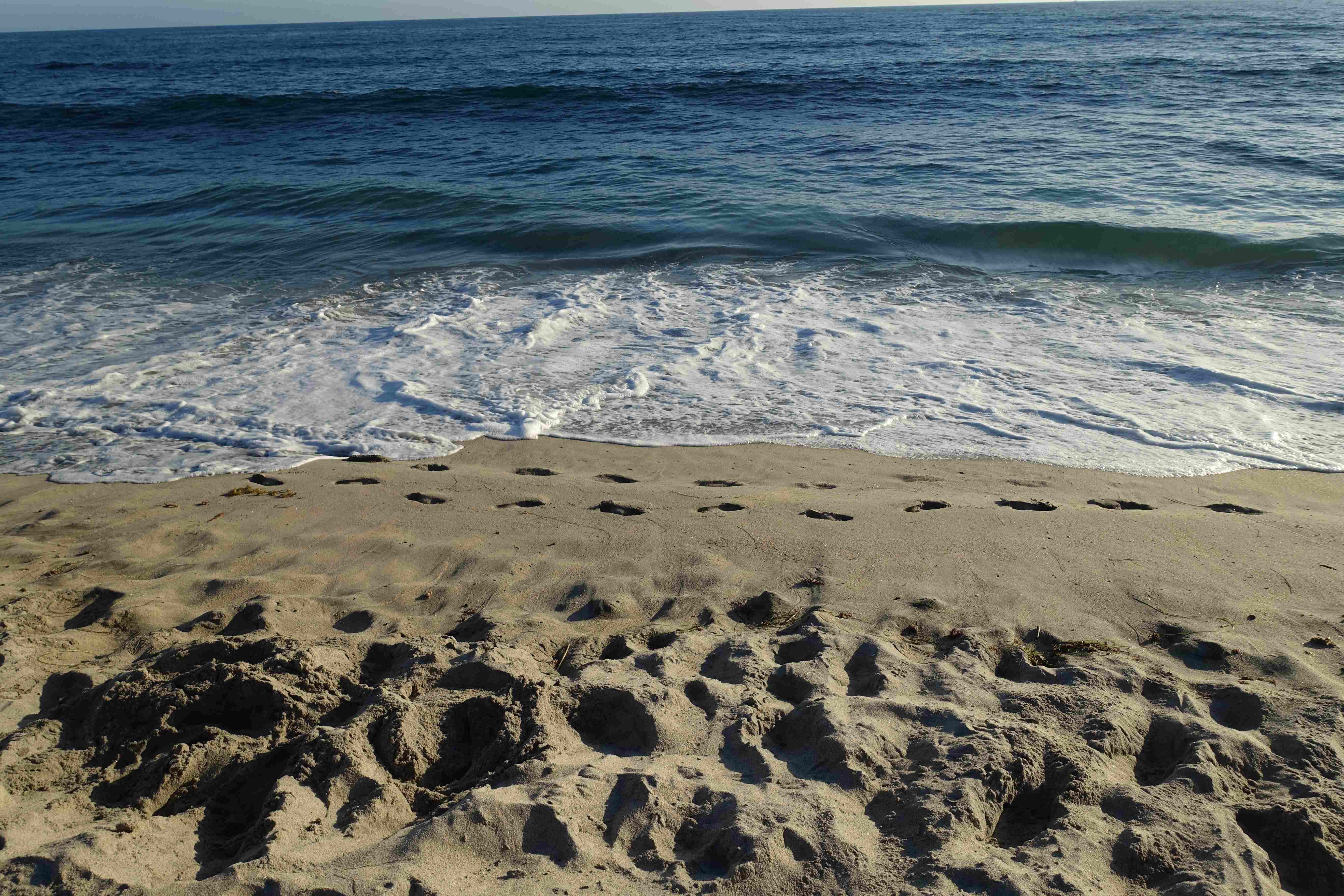 Footprints in the Sand - Curious Butterfly's Adventures