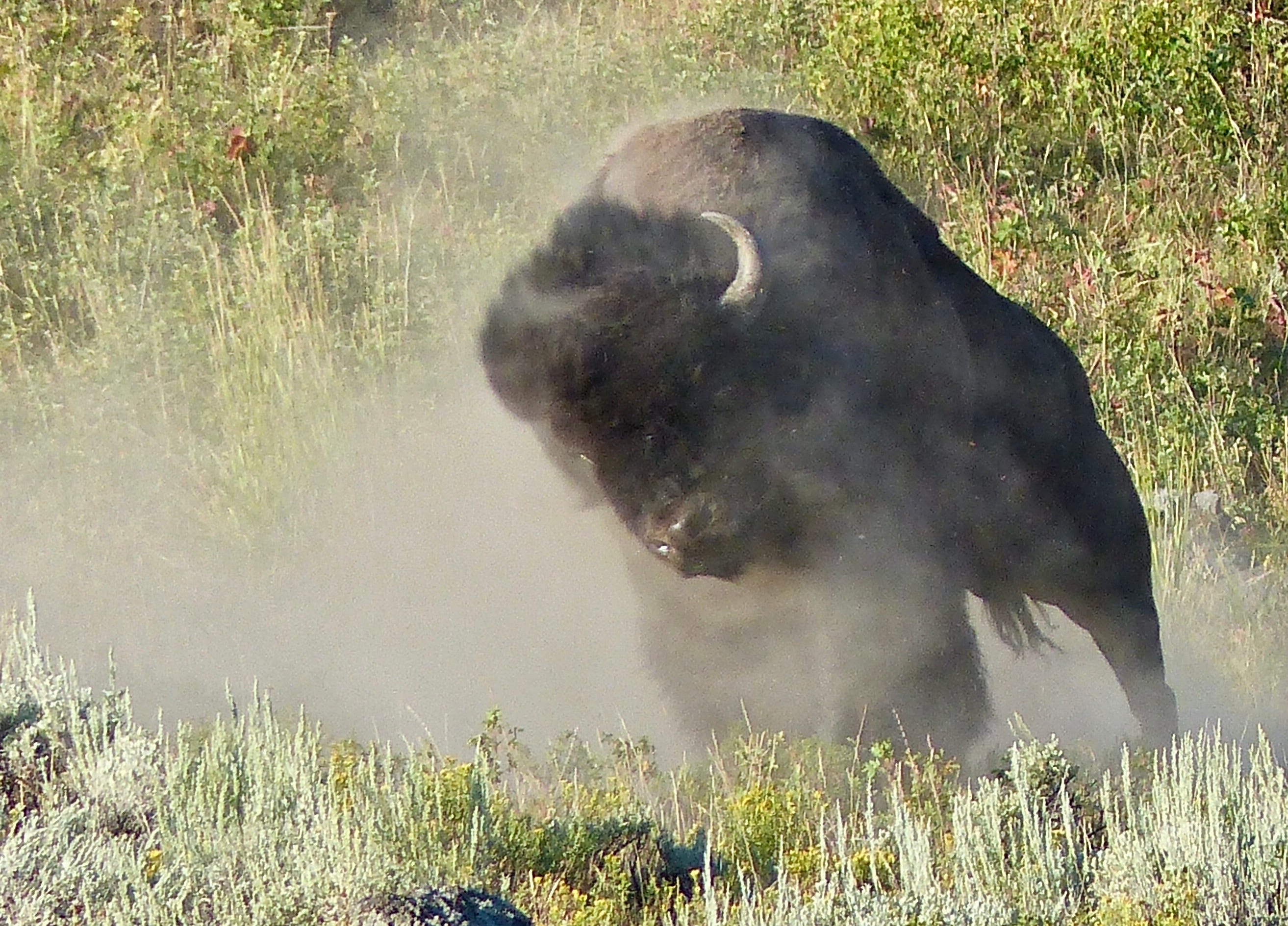 The Bison Breeding Ritual - by Rick Lamplugh