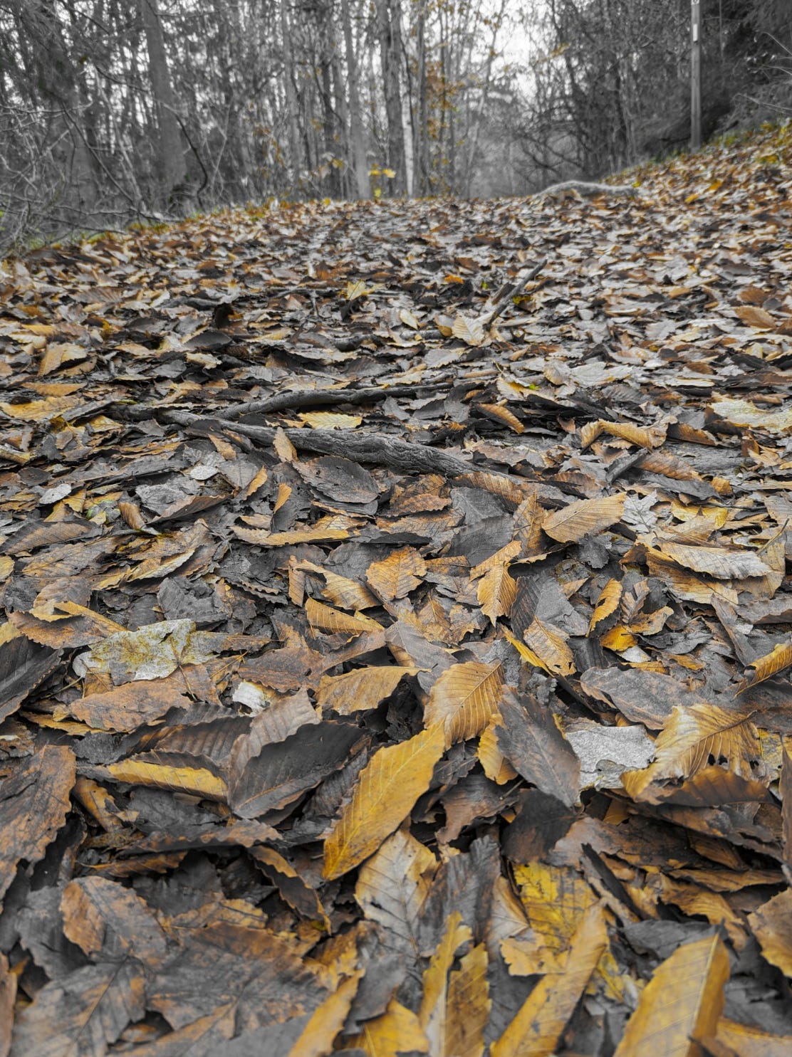 Snapshots of Long Sault Conservation Area Between the Fall & Winter Time