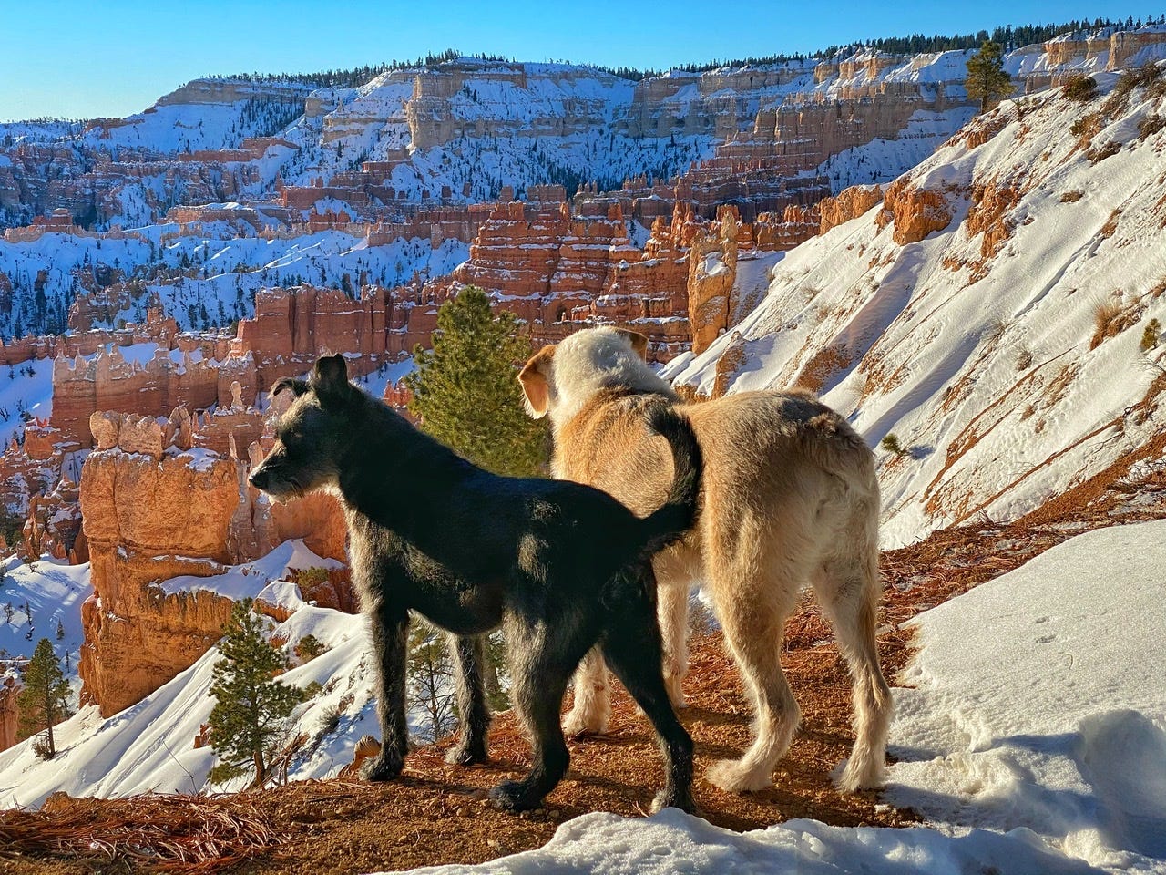 Tom Ryan, Author | Substack