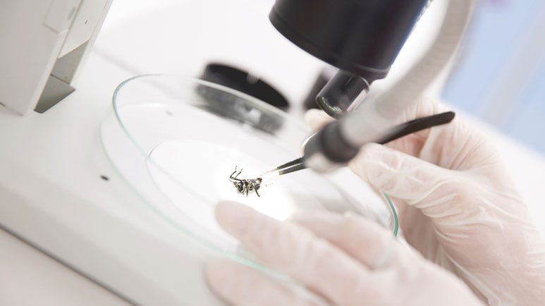 DARPA, Insects, Mad Science, and Us: Nowhere to Hide