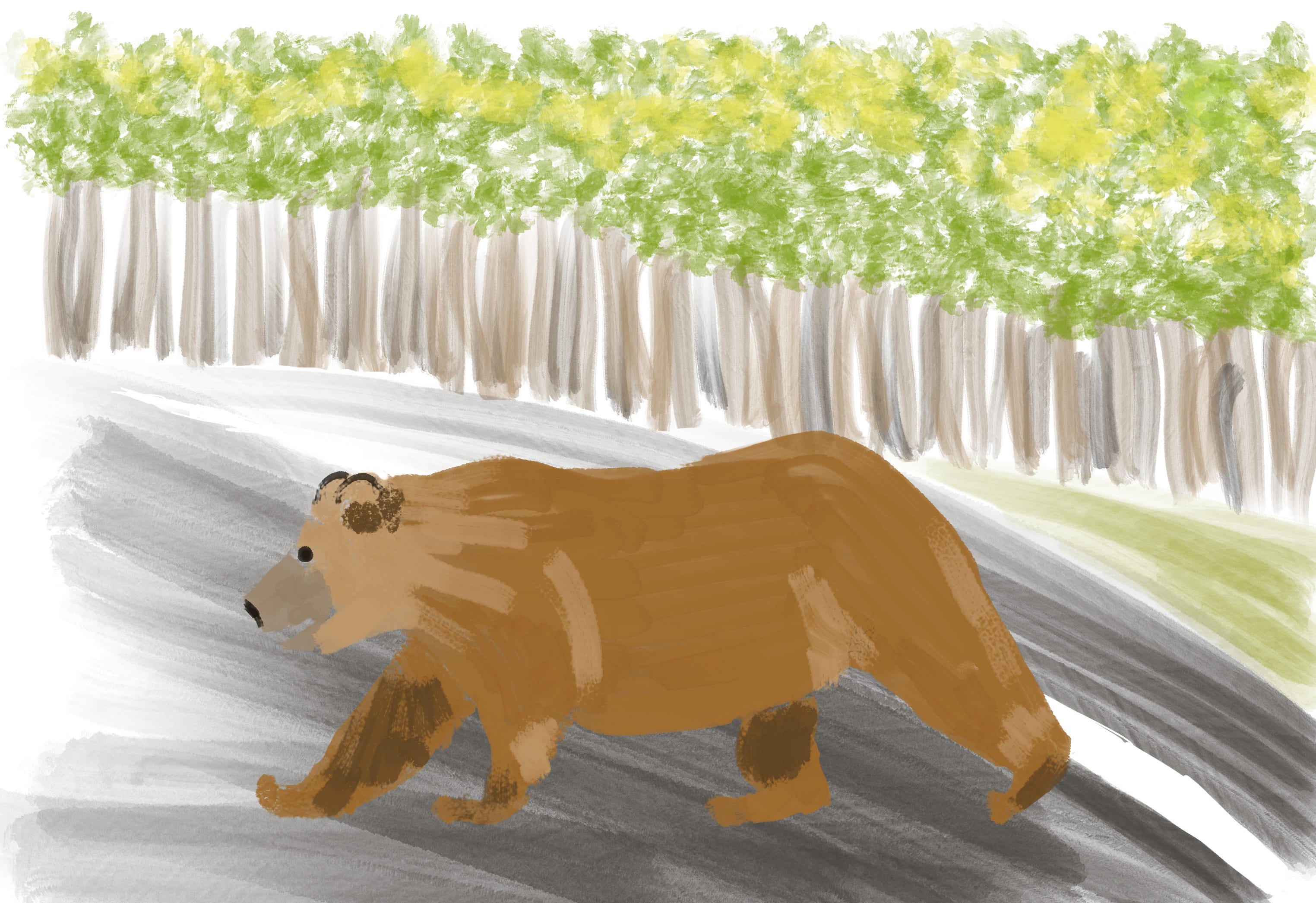 135: Grizzly Bear (North American Brown bear) - by Bix
