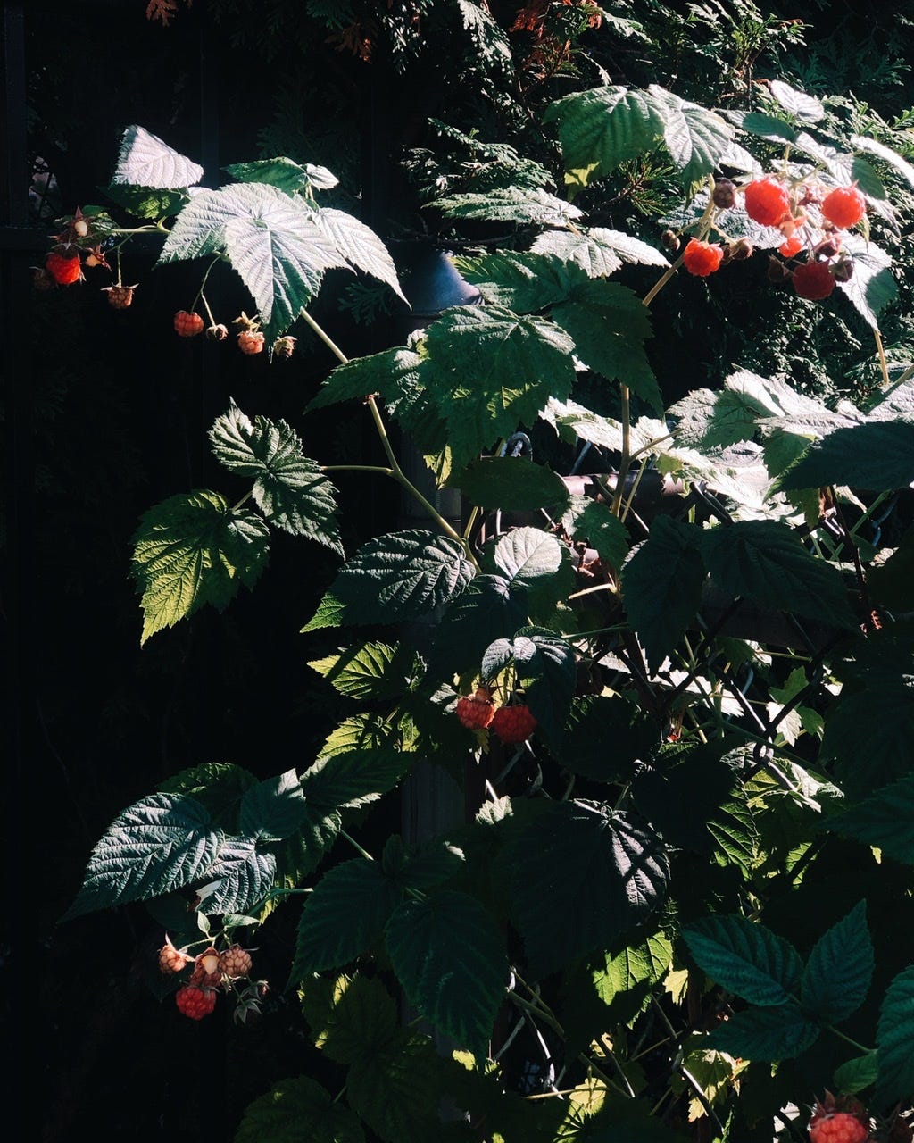 #20: Alley walk - by Stefania Culafic - Observations