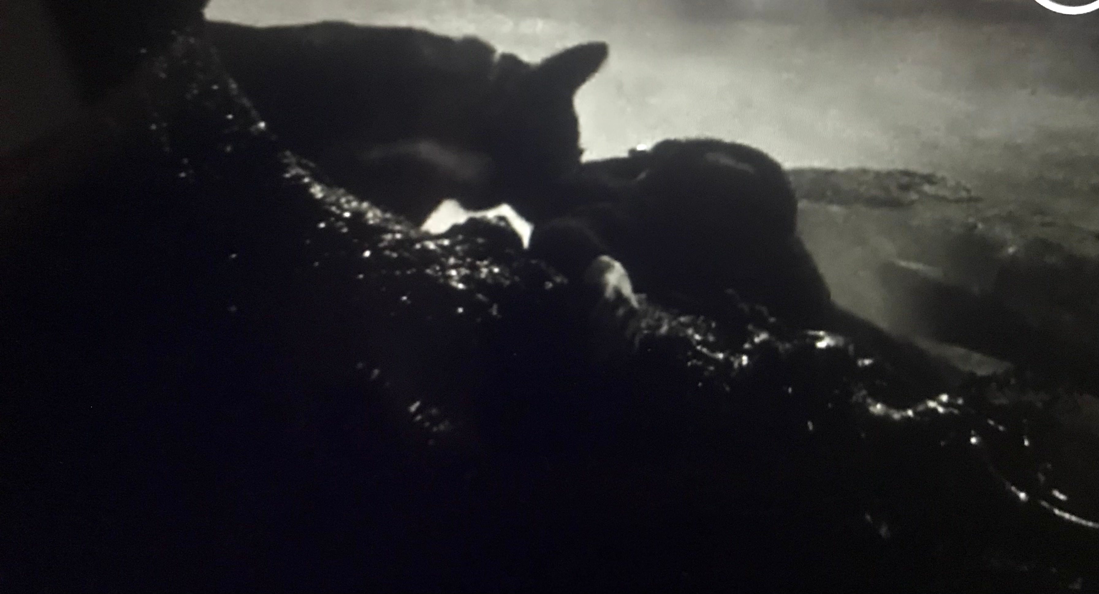 Classic Horror Behind the Scenes: Chaney and Moose—A Love Story