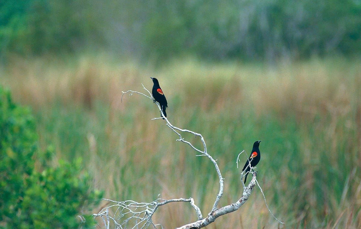 Red-winged Blackbirds in Ohio - by By Ron Rovtar