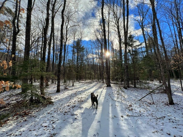 Following Paw Prints & Claw Marks - Tom Ryan, Author