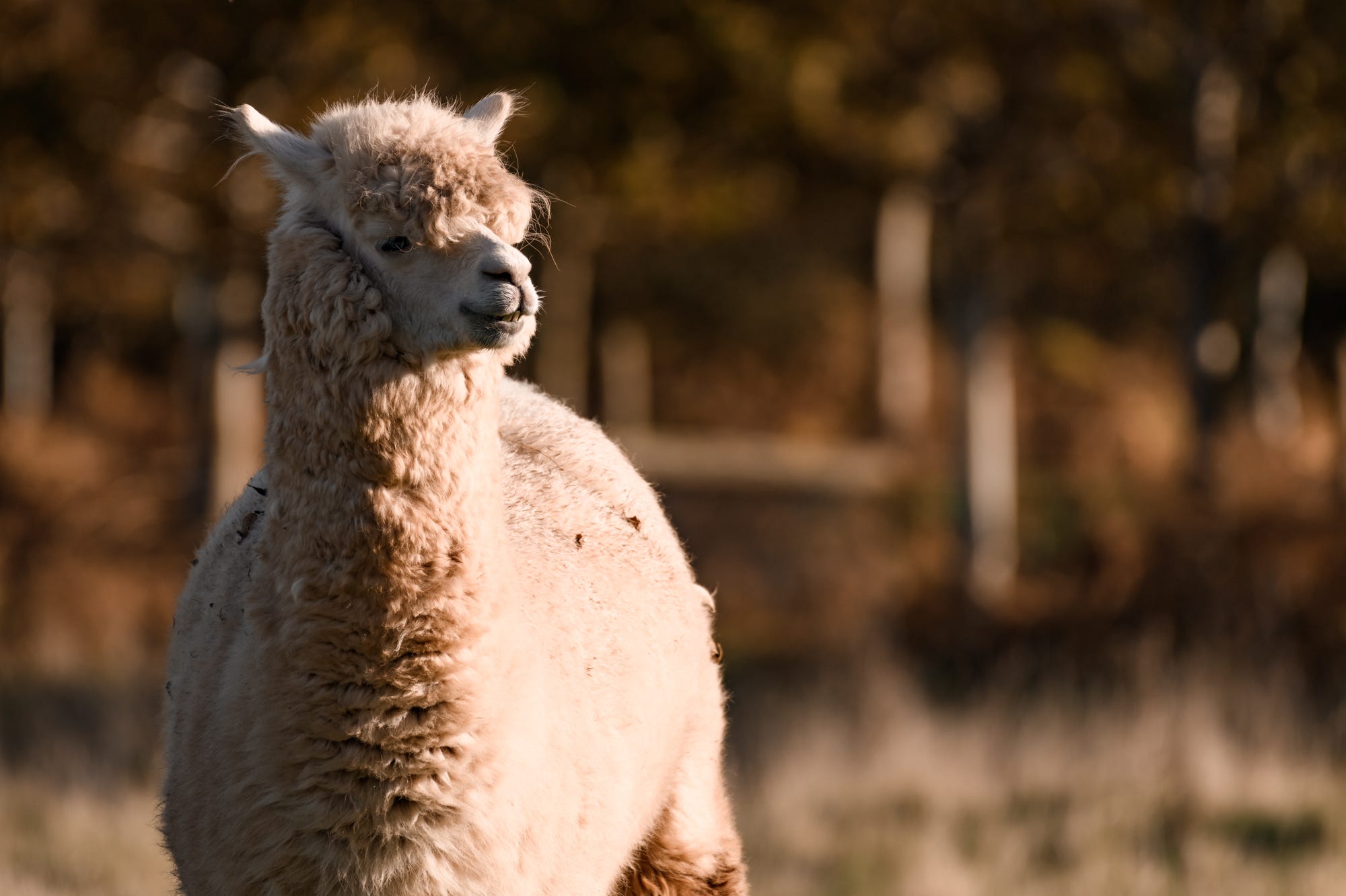 Alpacas Living on the Wild Side! - by LettsGroup
