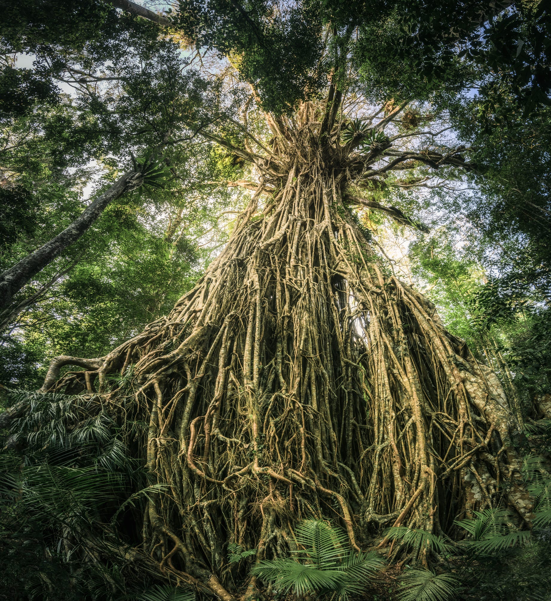 The Tree of Knowledge - by Tomas Pueyo