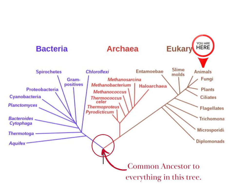 Evolution: Are we Cousins or Cannibals? - by Roddy Bullock