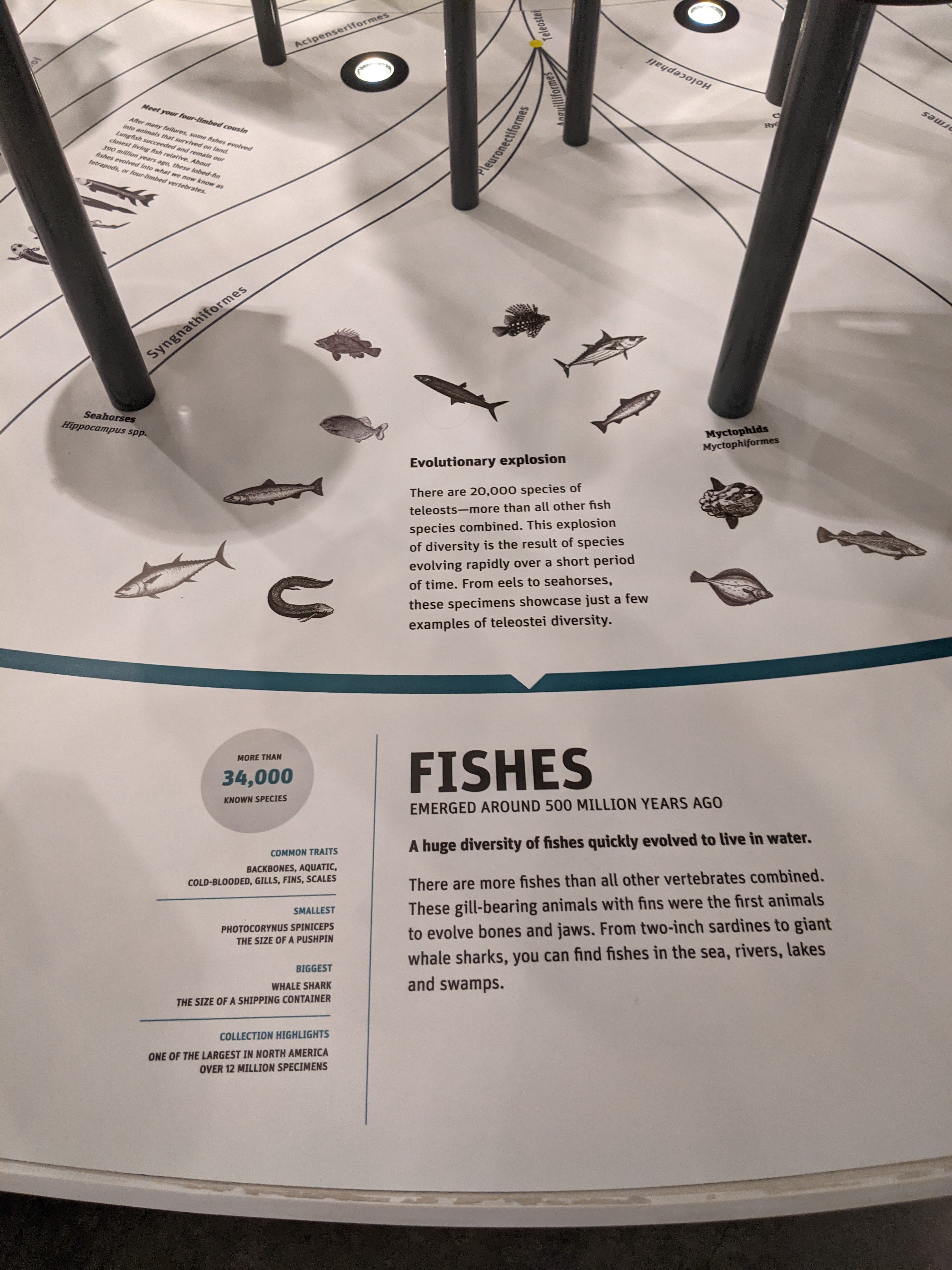 76: Mountain Whitefish - by Bix - Colorado Wildlife