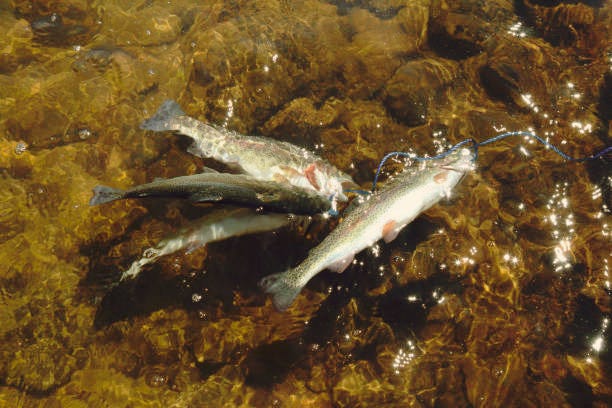 The Fish that Started it All - Jungle Pursuits