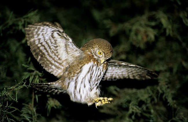 Northern Pygmy Owl Flying