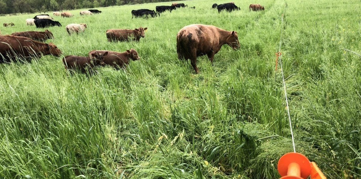 THE EVOLUTION OF A MULTI-SPECIES GRAZING OPERATION