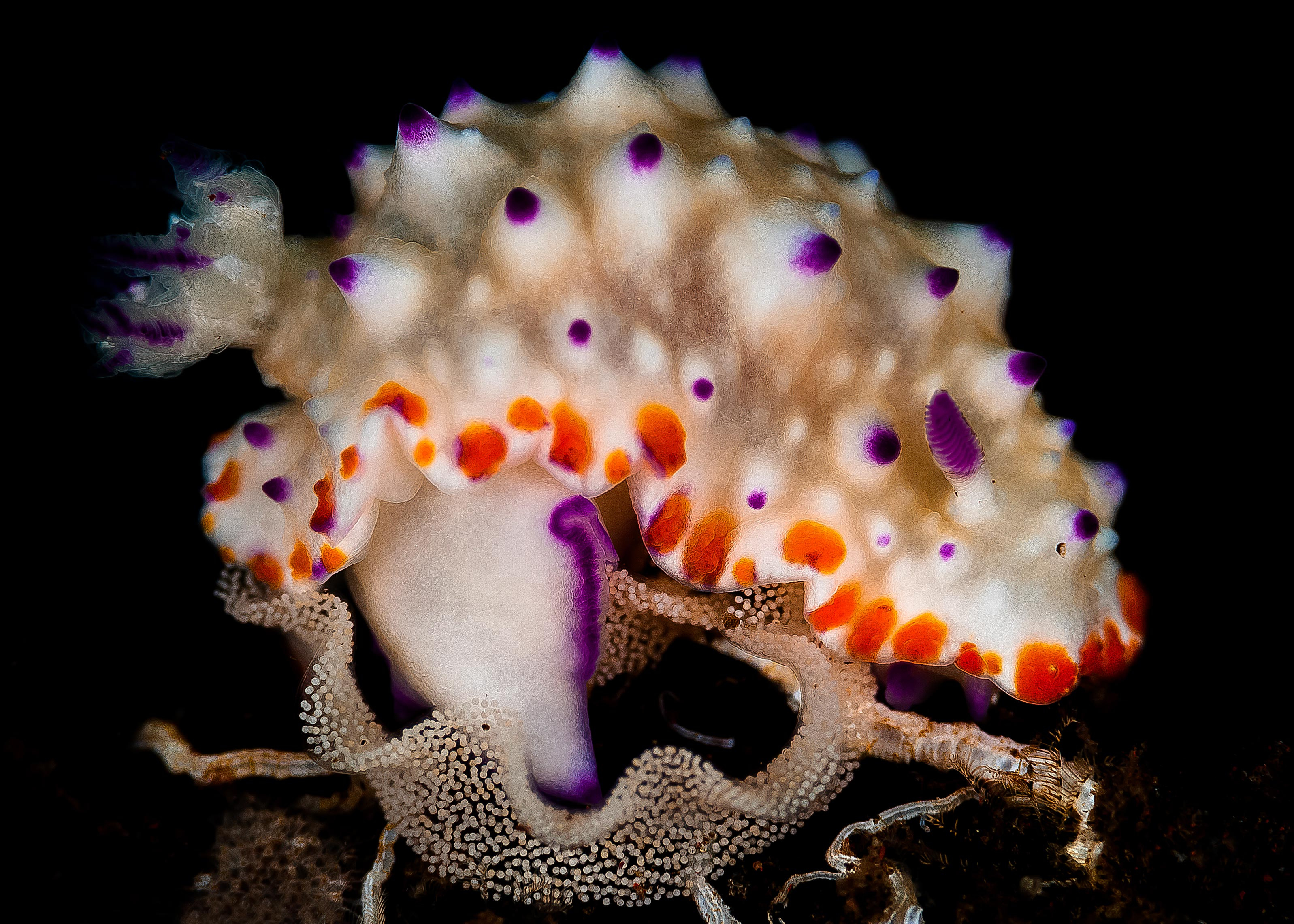 Nudibranchs: The Jewels of the Sea - Ocean Pulse