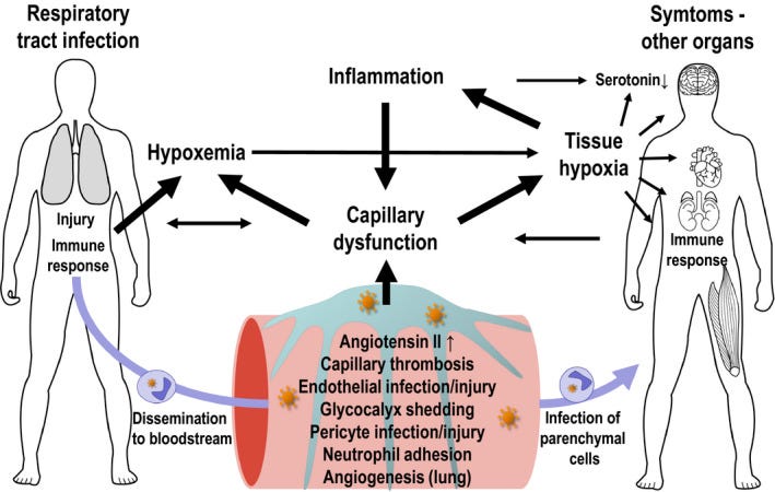 Persistent capillary rarefication in long COVID syndrome