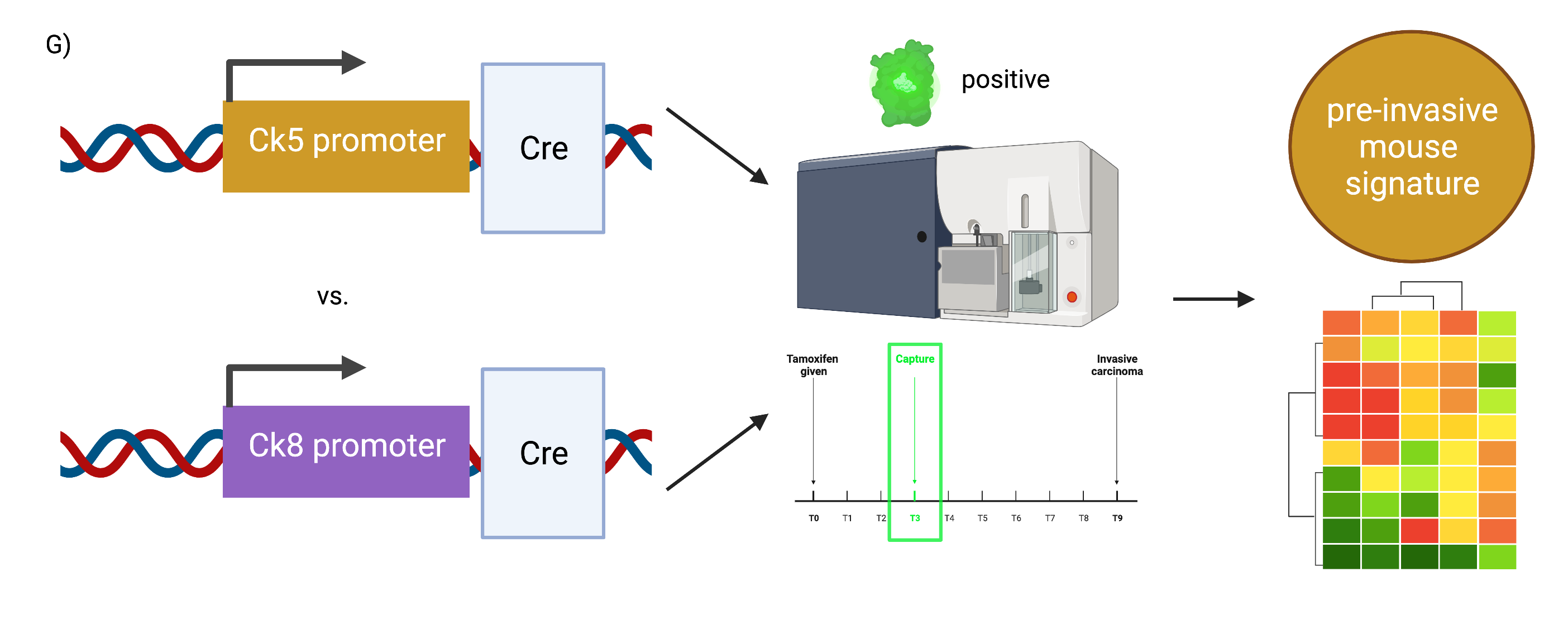 Summary: Novel Mouse Models of Bladder Cancer Identify a Prognostic ...