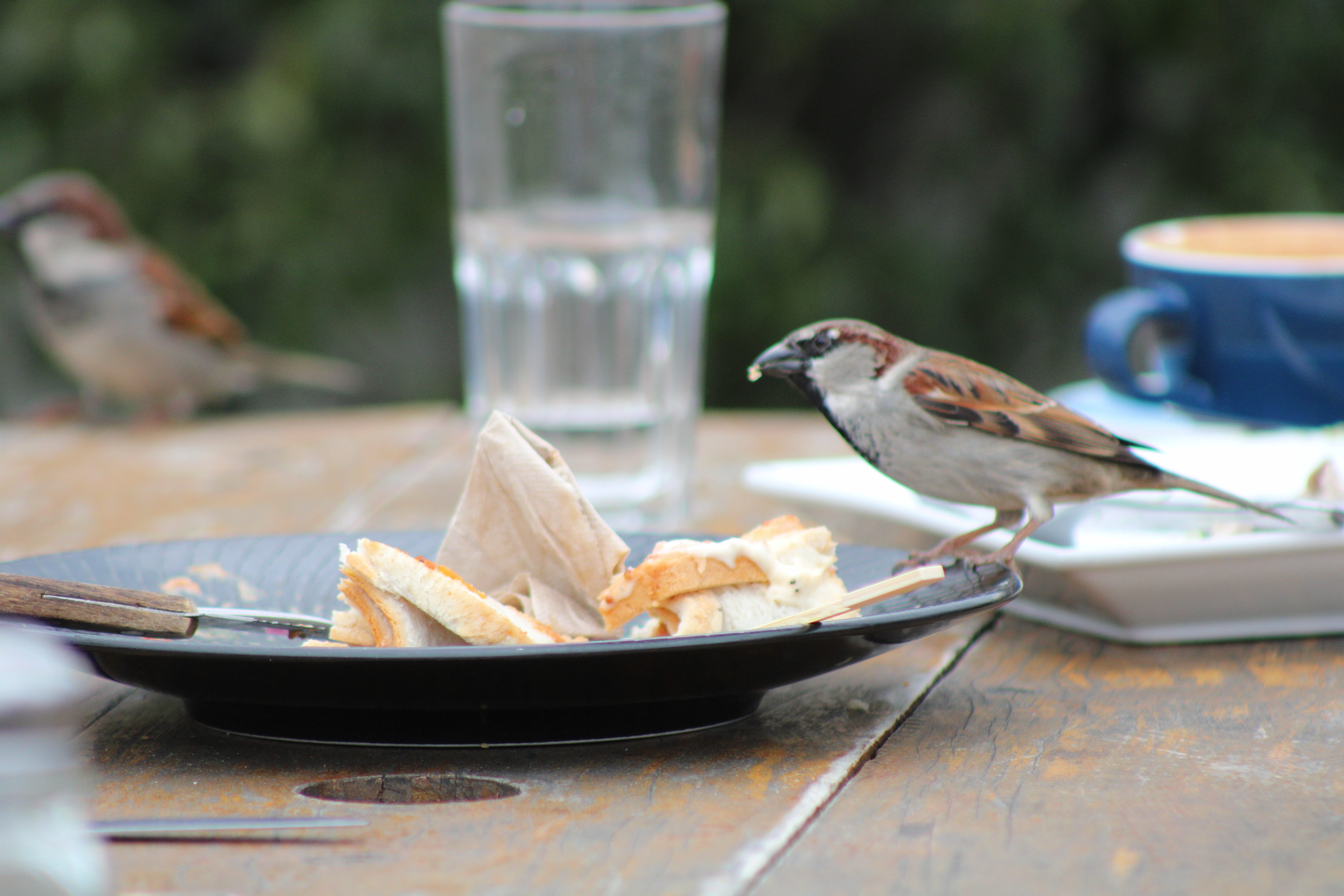 The crime writer and the (food) crime - by Hamish McNeilly