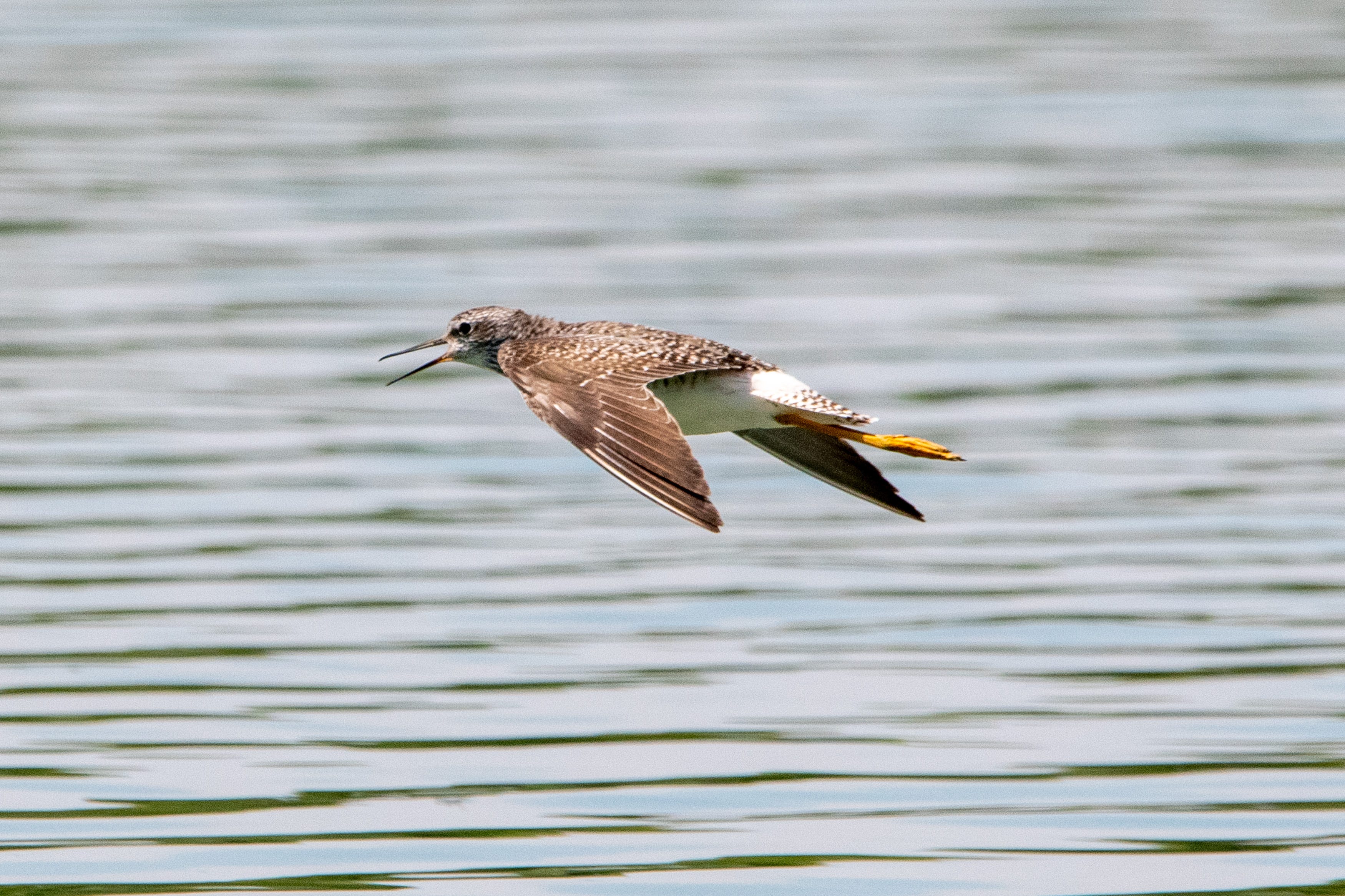 Lines and curves - by Caleb Crain - Leaflet