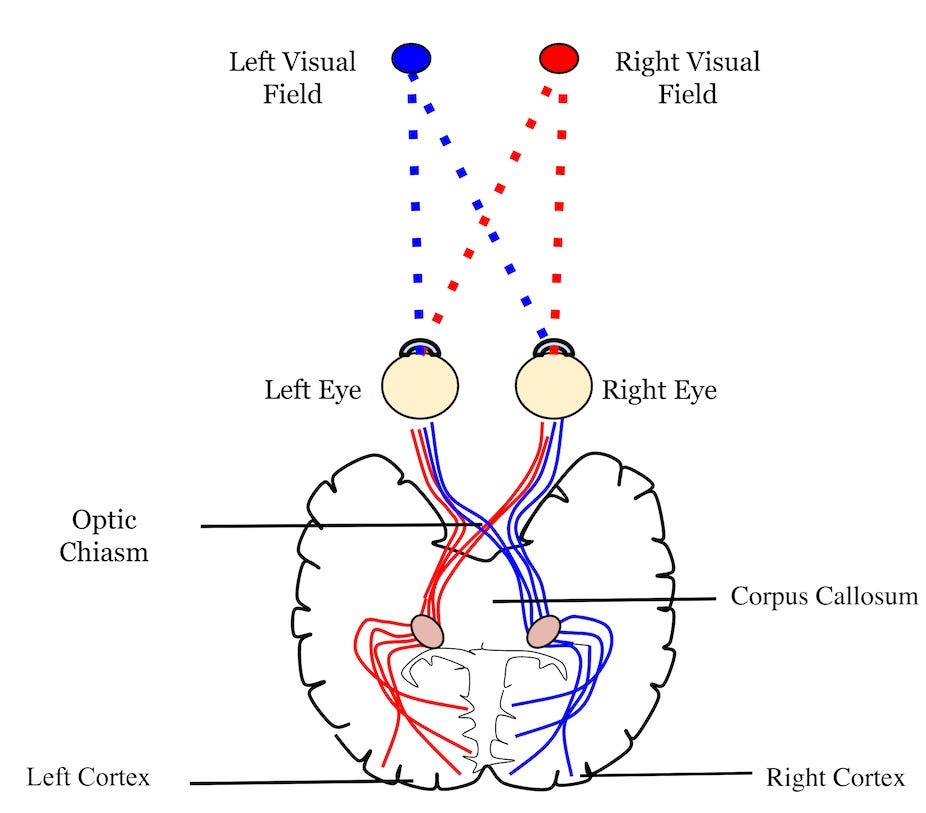A review of early split-brain animal experiments