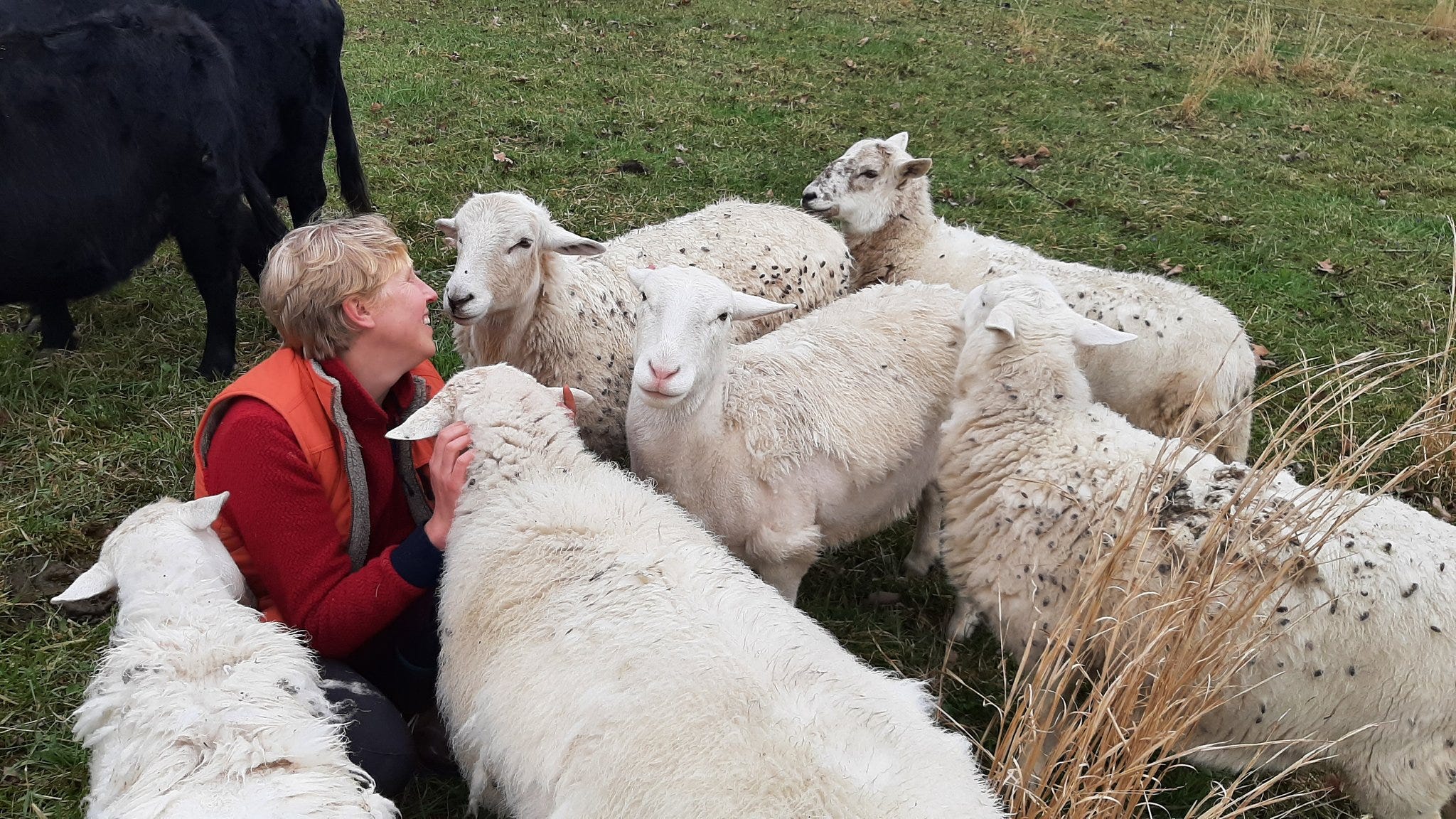 A Calf Flex - by AC Shilton - AffirmationChickens