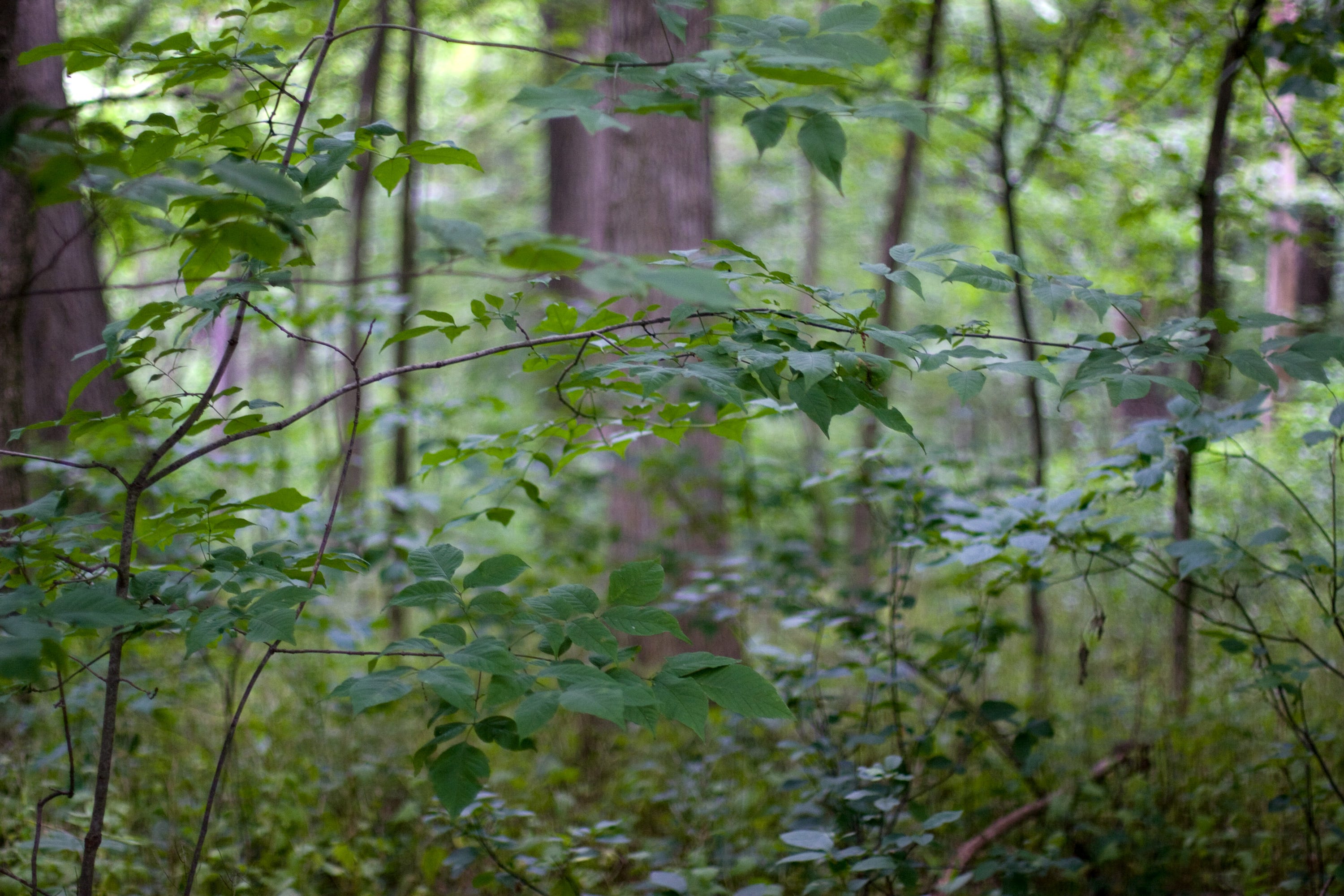 Steady Rain - by Laura K - The Art of Exploration