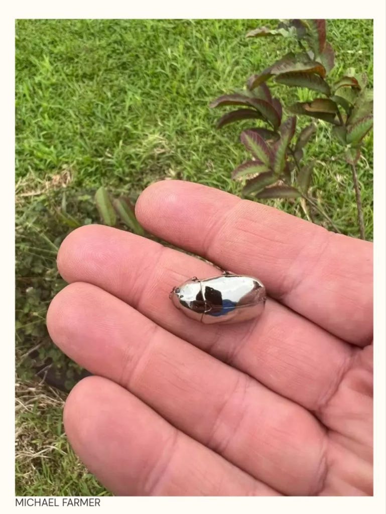 “Liquid Silver” Beetle Mesmerizes Costa Rican Resident