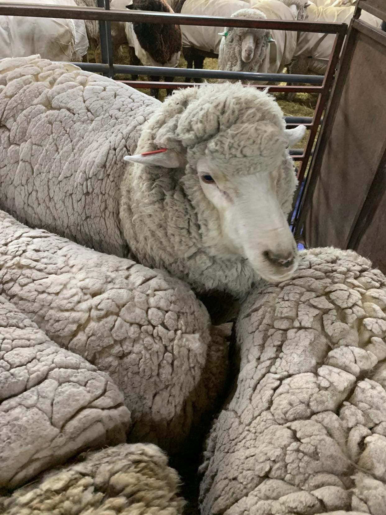 Fat Turkey Farm | Substack