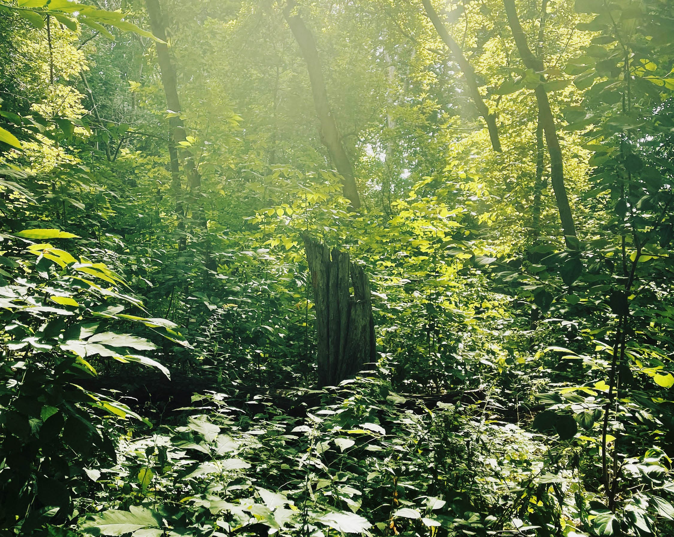 Liminal living - by Marin May - Calm Decay