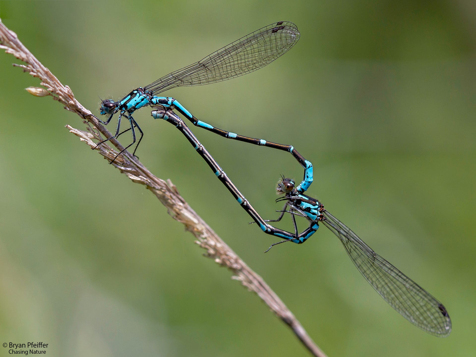 Dirty Damselflies - by Bryan Pfeiffer - Chasing Nature