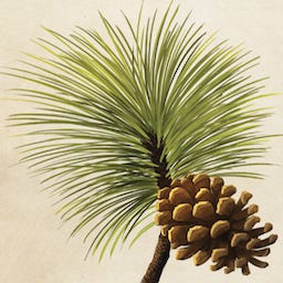 Carolina Forward | Substack