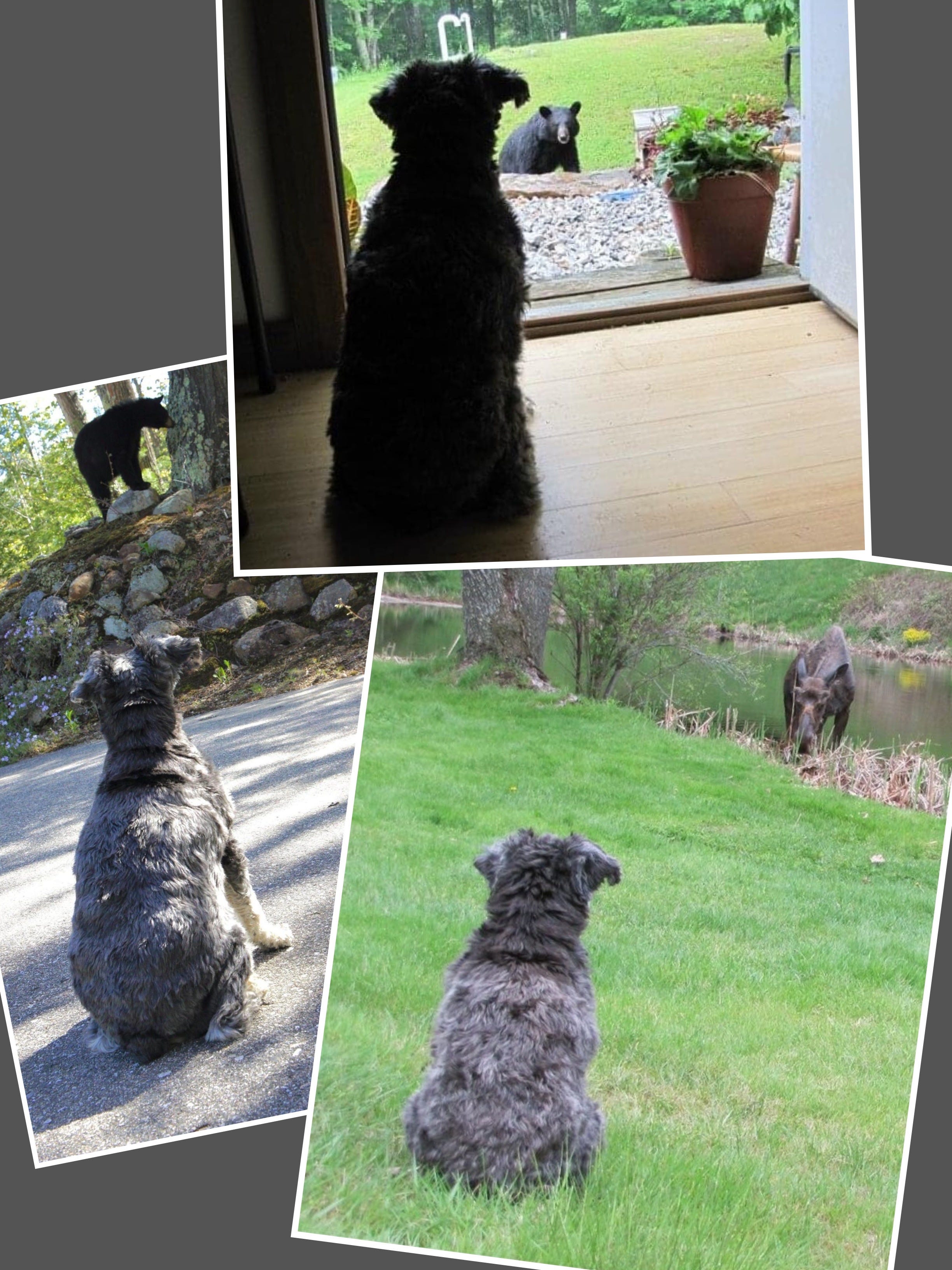 Atticus - Tom Ryan, Author