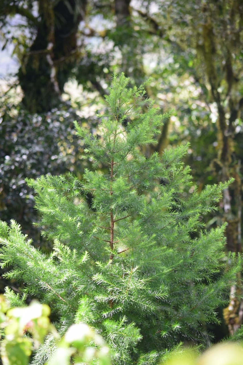 Communities engaged to conserve mount Mulanje