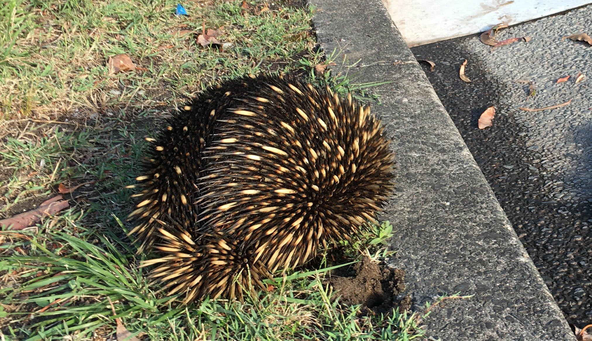 Australia Day: the fun parts - by Alison Bevege